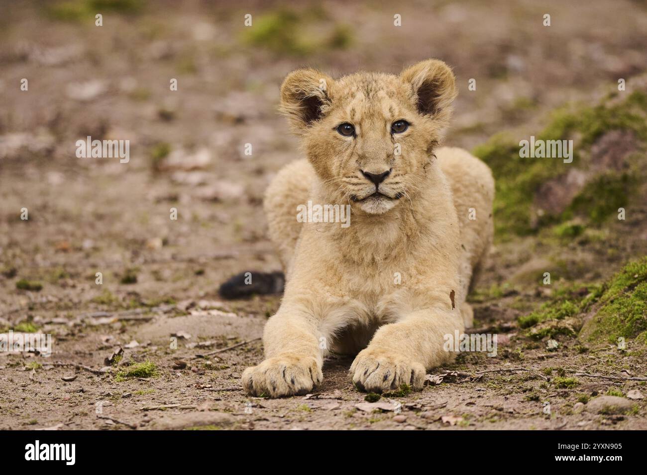 Asiatic lion (Panthera leo persica) cub lying on the ground, captive ...