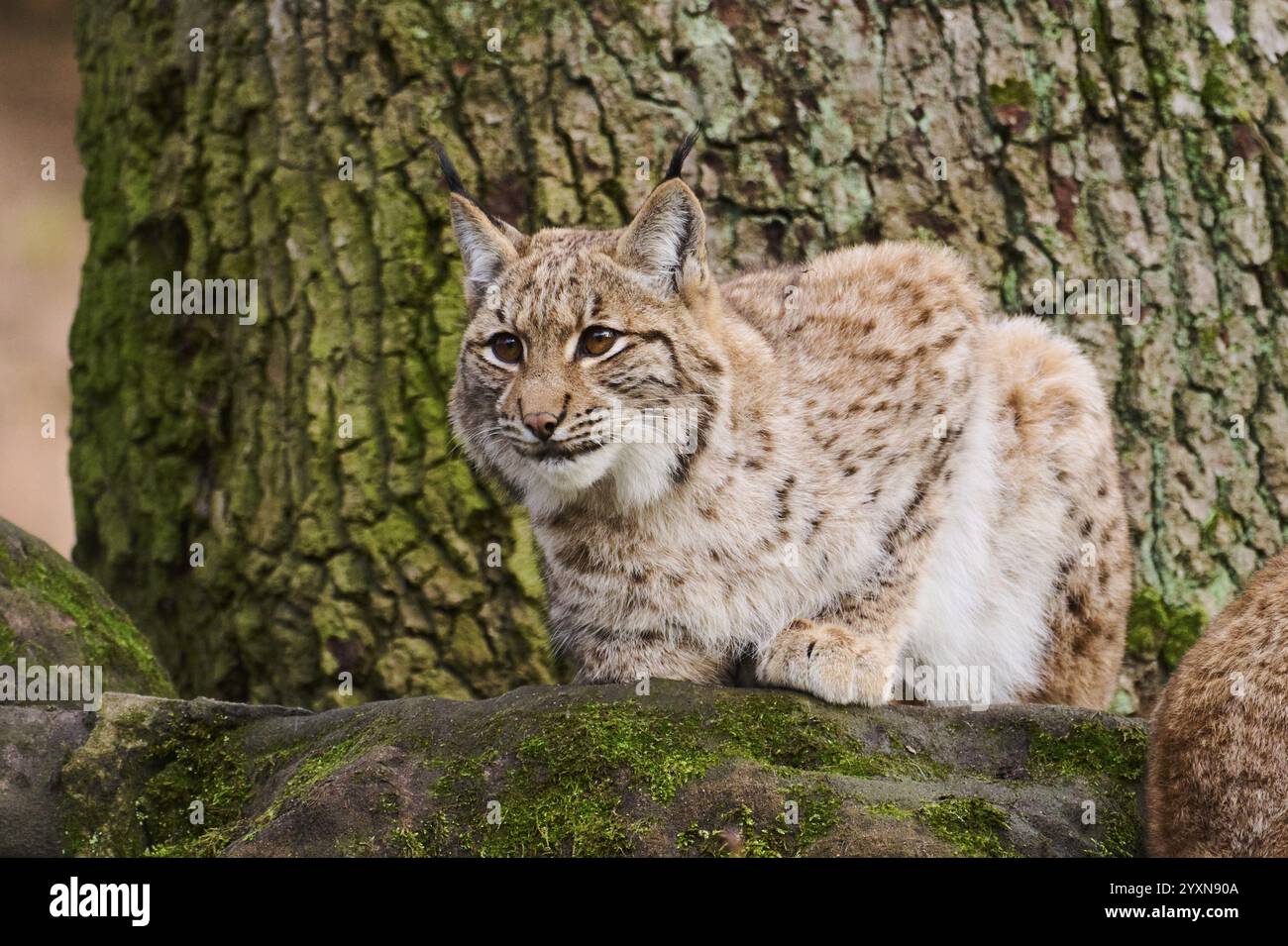 Eurasian lynx (Lynx lynx) lying on a rock, Bavaria, Germany, Europe ...