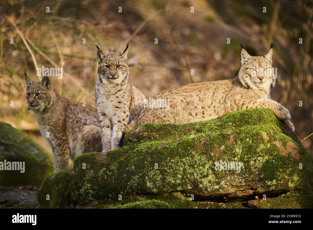 Eurasian lynx (Lynx lynx) family on a rock, Bavaria, Germany, Europe ...