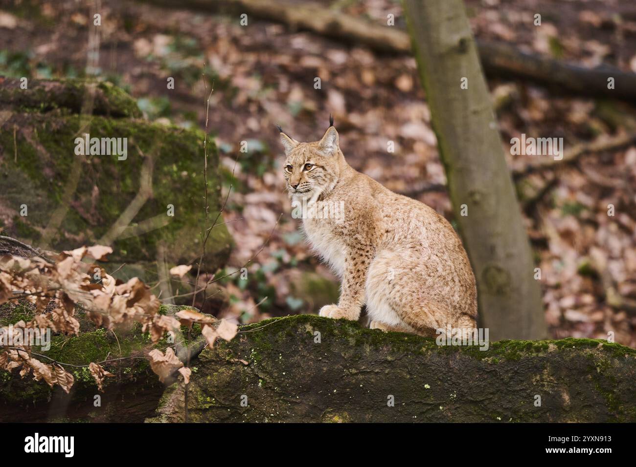 Eurasian lynx (Lynx lynx) sitting on a rock, Bavaria, Germany, Europe ...