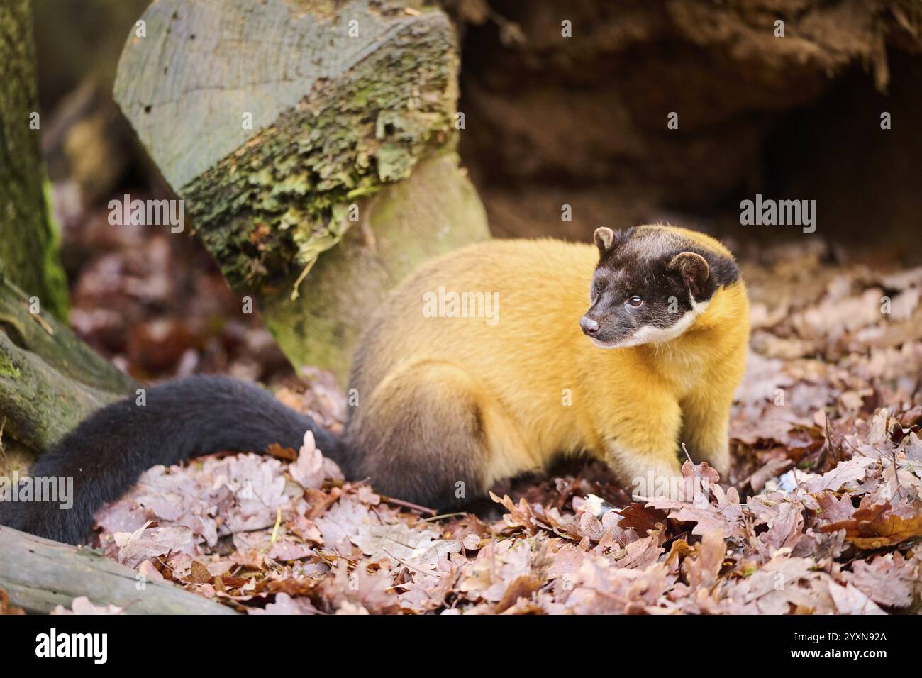 Yellow-throated marten (Martes flavigula) on the ground, Germany ...
