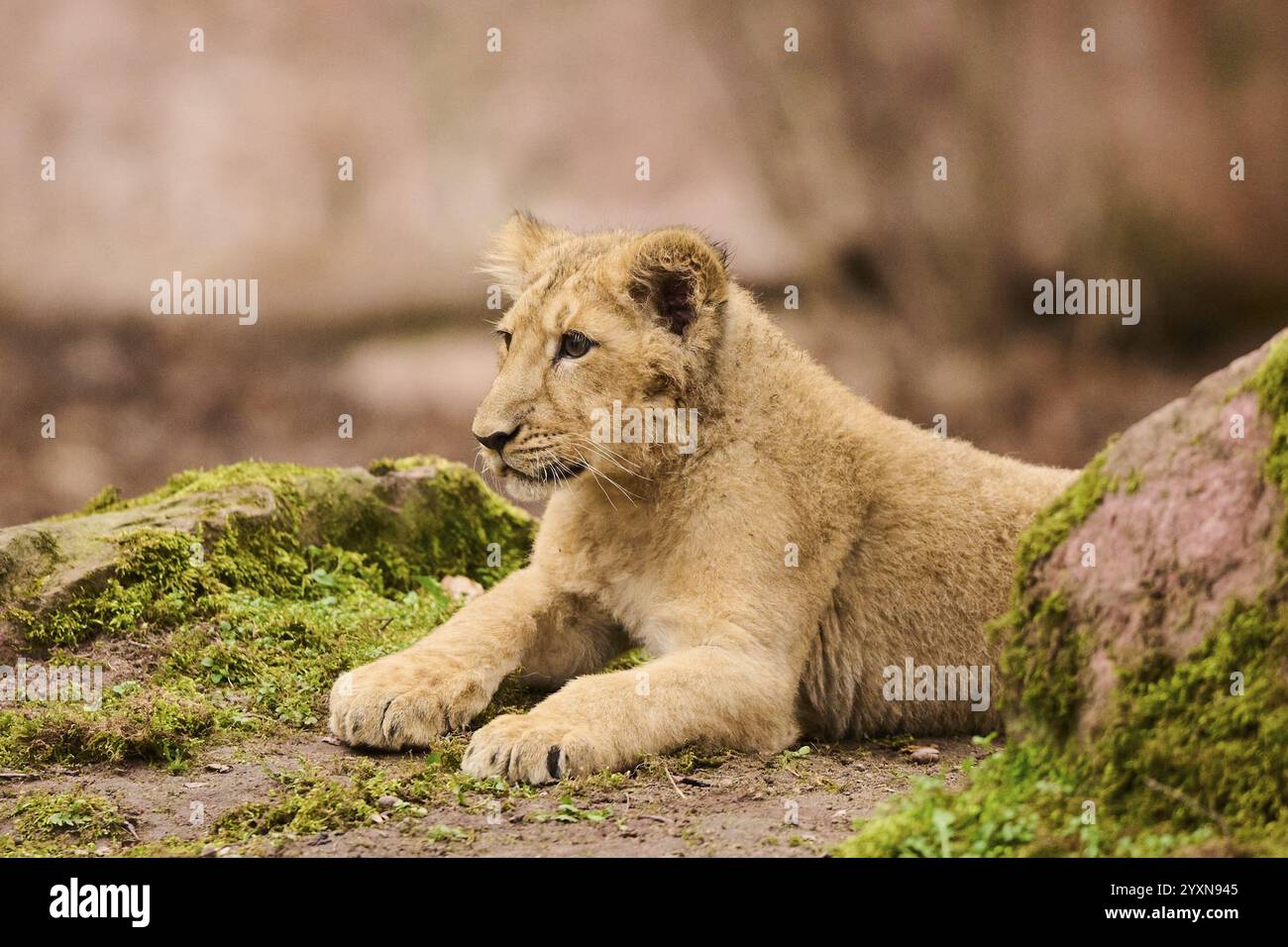 Asiatic lion (Panthera leo persica) cub lying on the ground, captive ...