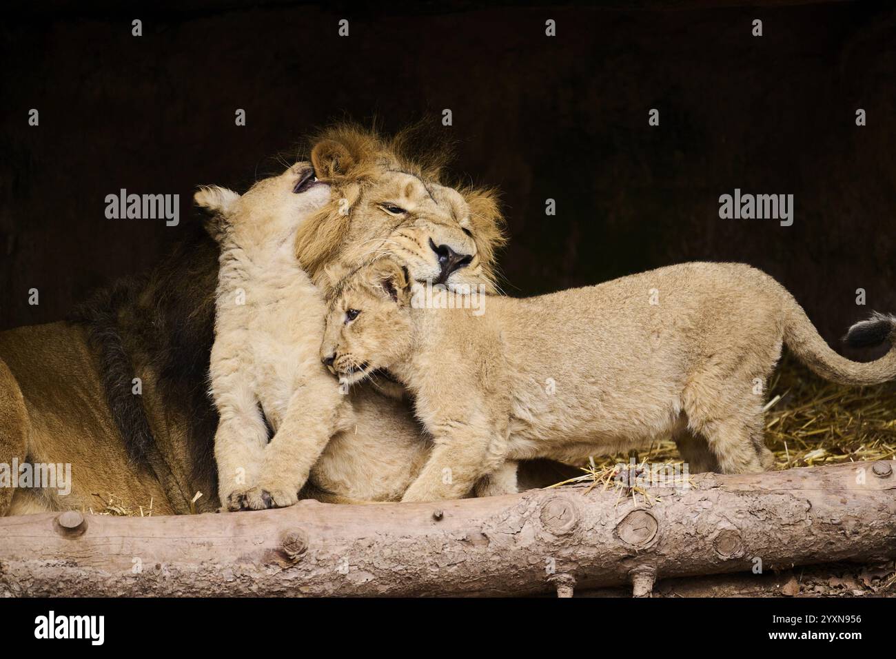 Asiatic lion (Panthera leo persica) male with his cubs, captive Stock ...