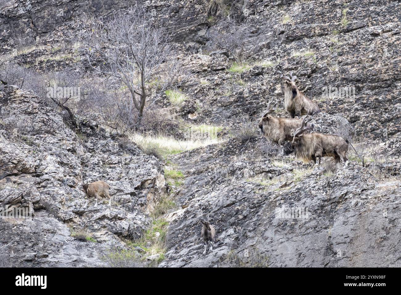 Screw goat (Capra falconeri), Markhor, three males and one female, Panj ...