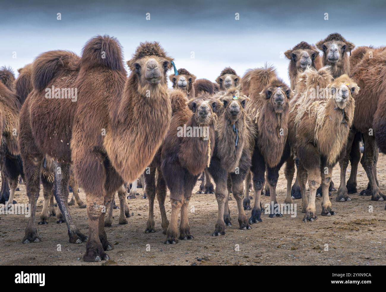 Mongolian mammals camels hi-res stock photography and images - Alamy