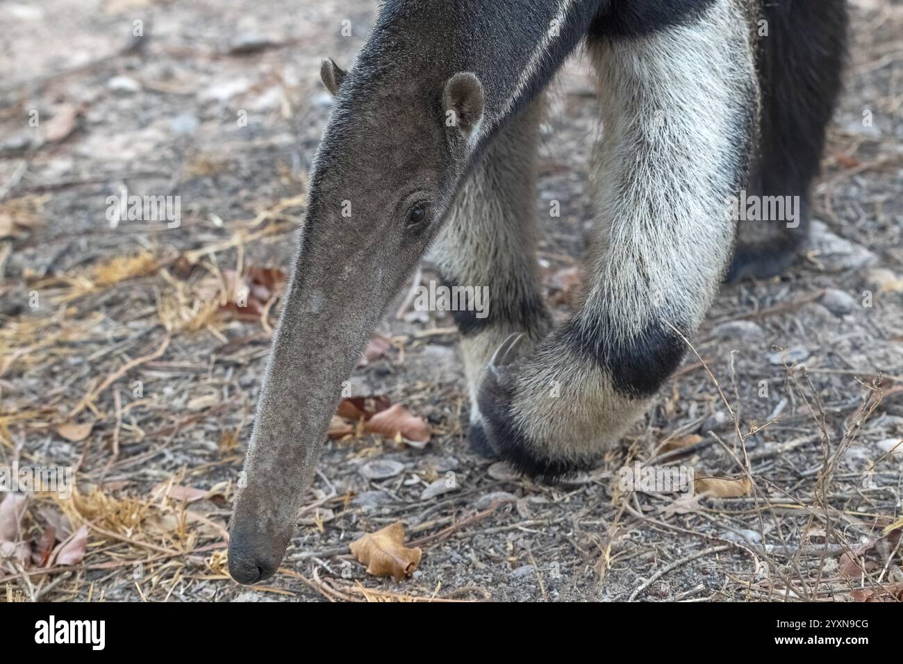 Giant anteater (Myrmecophaga tridactyla), at dusk, in front of sunrise ...