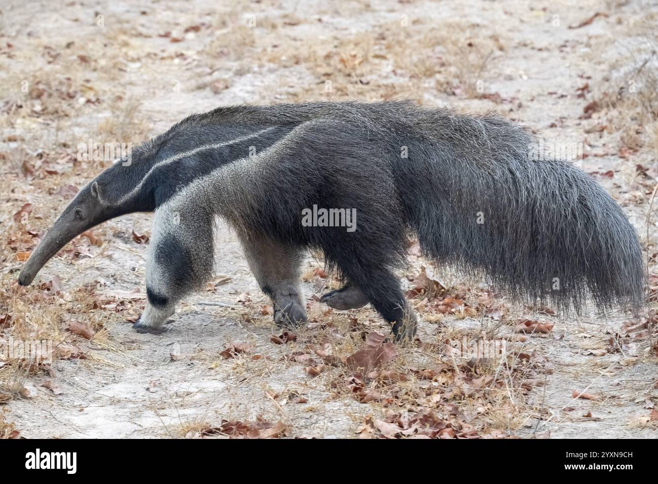 Giant anteater (Myrmecophaga tridactyla), at dusk, in front of sunrise ...