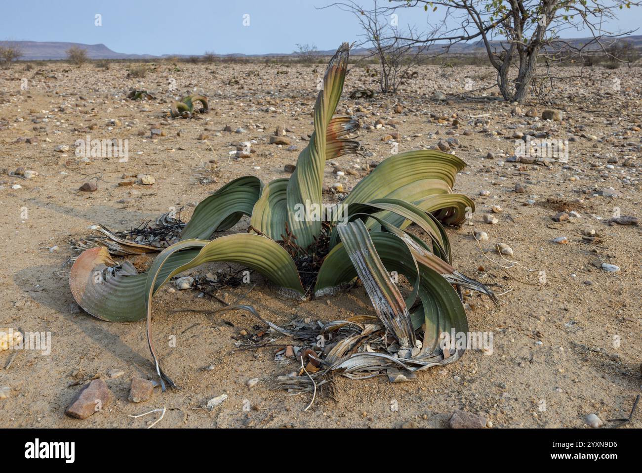 Welwitschia mirabilis, Namibia, Africa Stock Photo - Alamy
