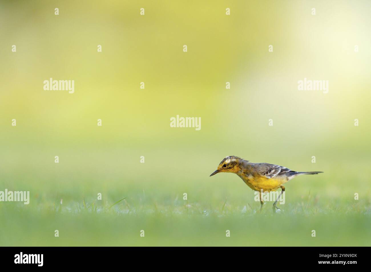 Citrine wagtail, (Motacilla citreola), songbird, family of stilts and ...