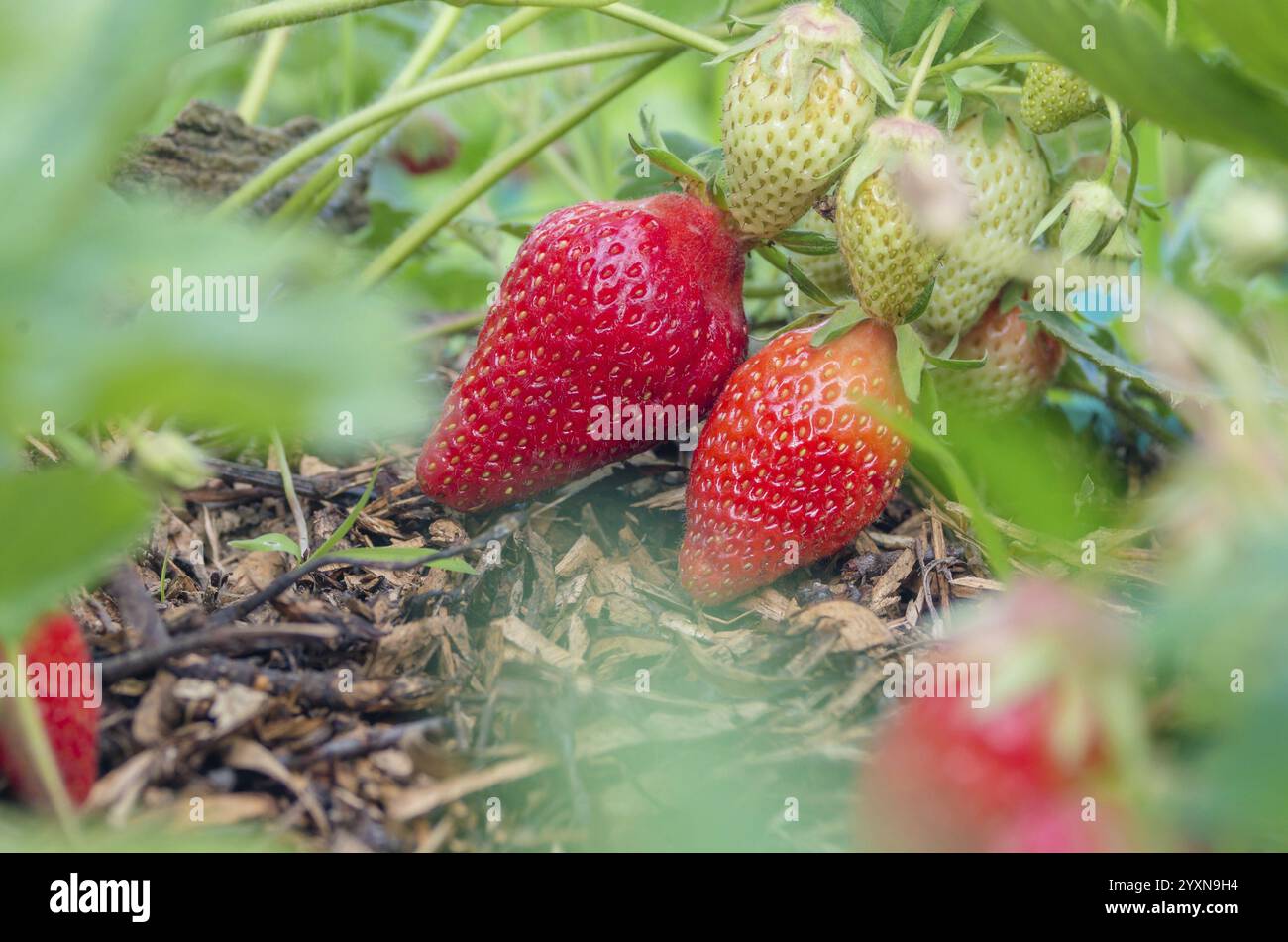 Strawberries. Natural, organic strawberries with green leaves sprouting ...