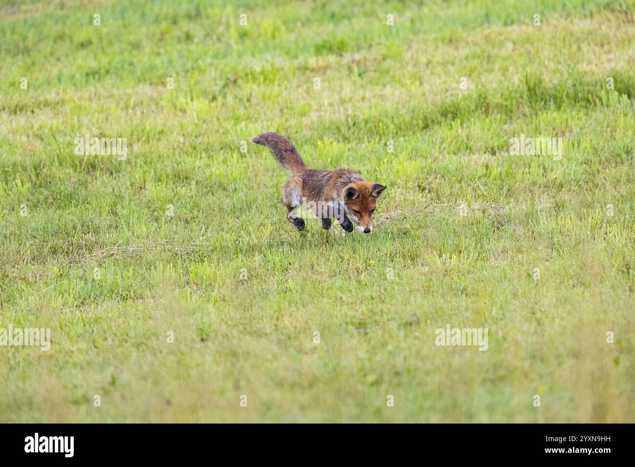 Hunting germany fox hi-res stock photography and images - Alamy