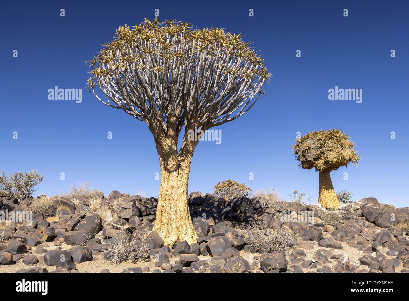 Quiver tree, Aloe dichotoma, succulent, tree, Namibia, Africa Stock ...