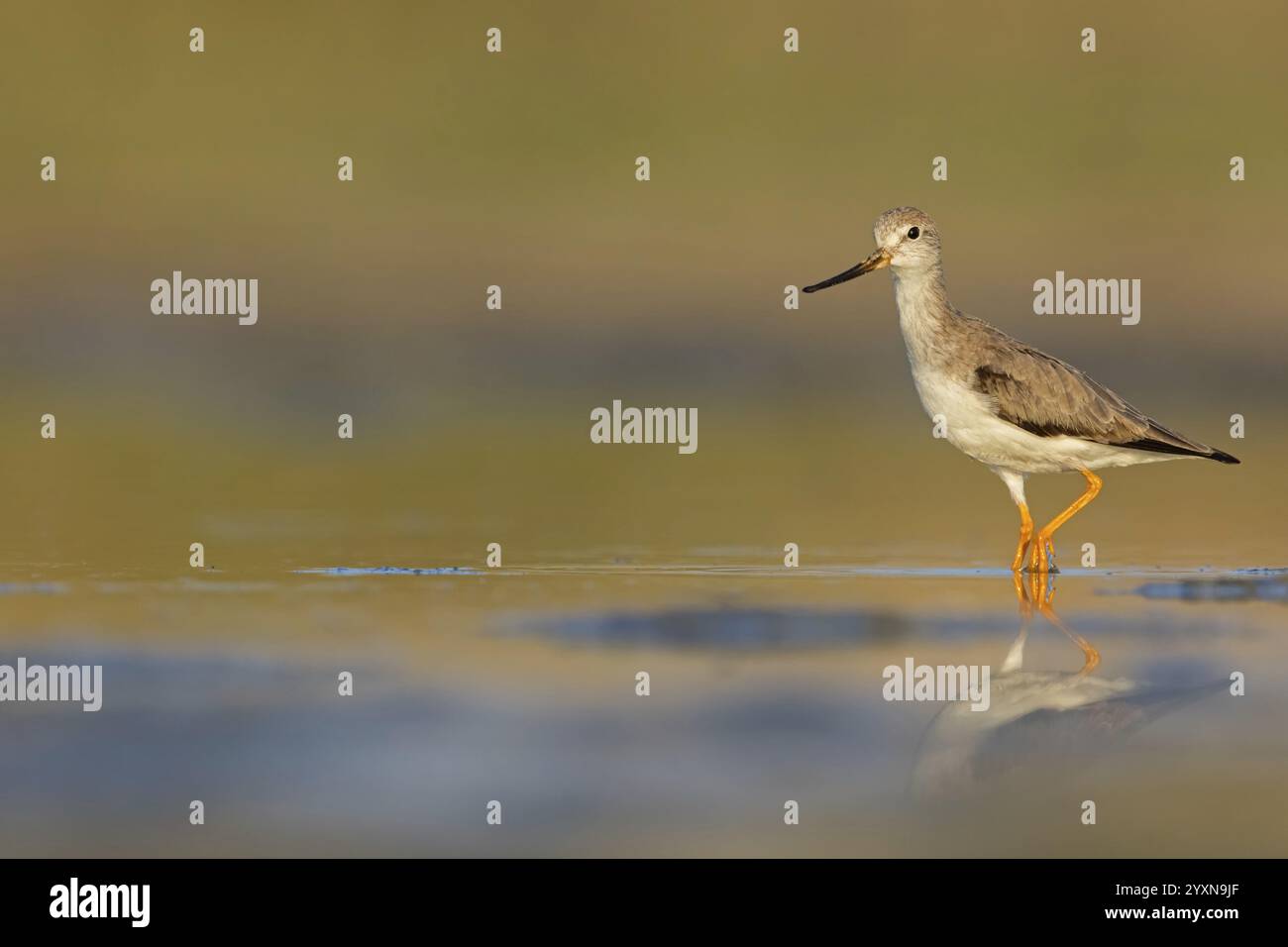 Terek sandpiper, (Xenus cinereus), animal, animals, bird, birds, snipe ...