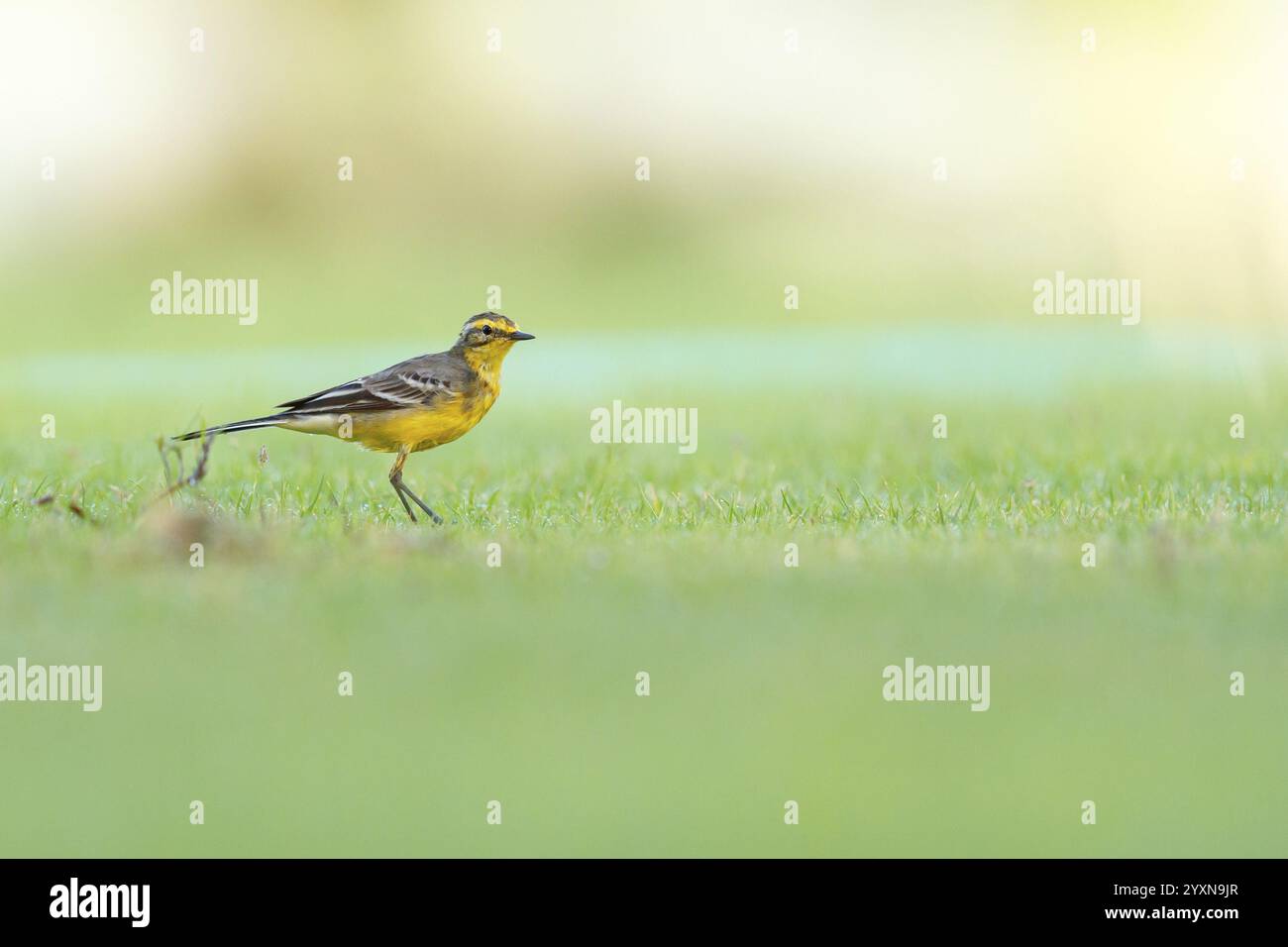 Citrine wagtail, (Motacilla citreola), songbird, family of stilts and ...