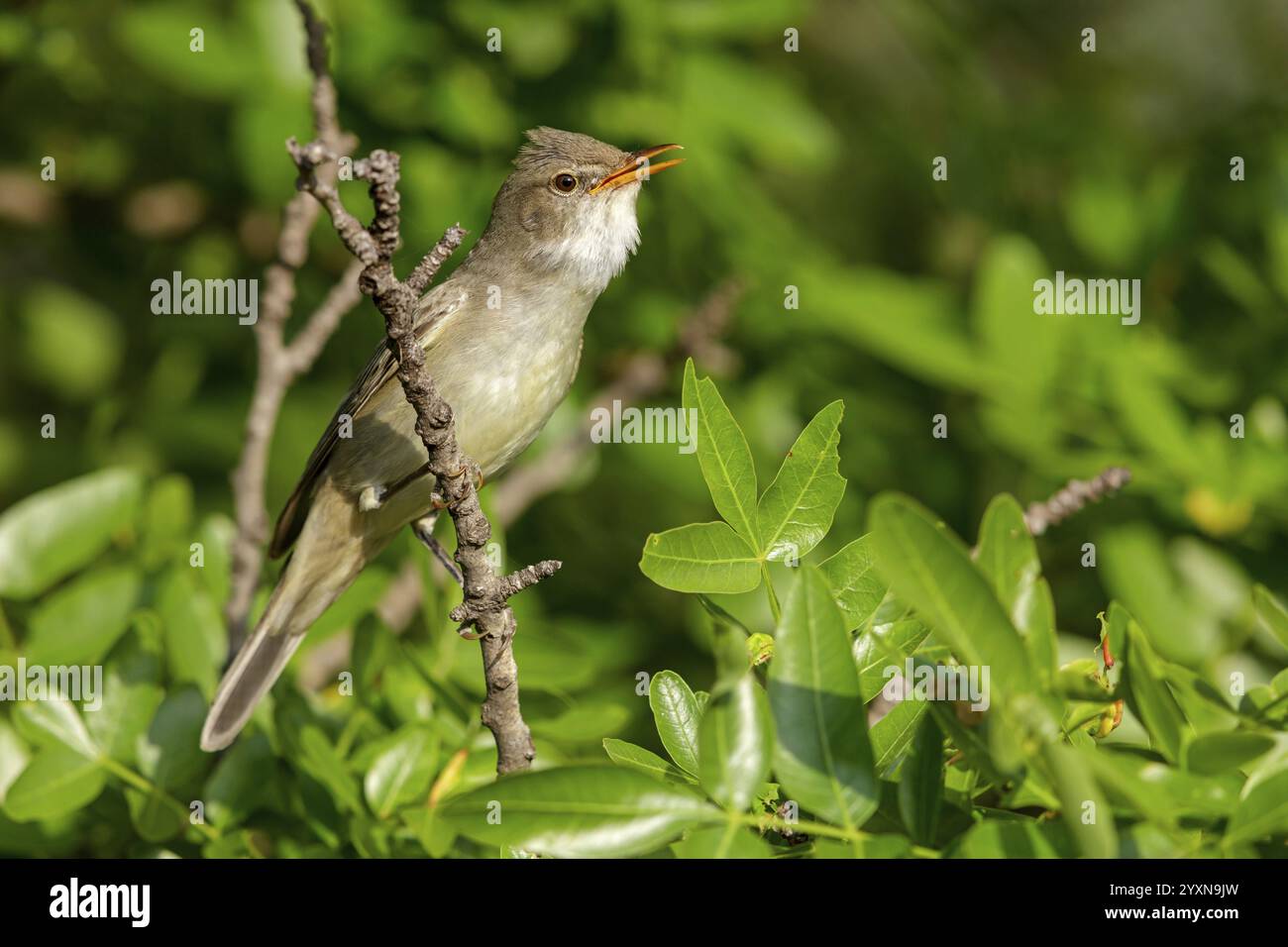 Olive warbler, (Hippolais olivetorum), animal, animals, bird, birds ...