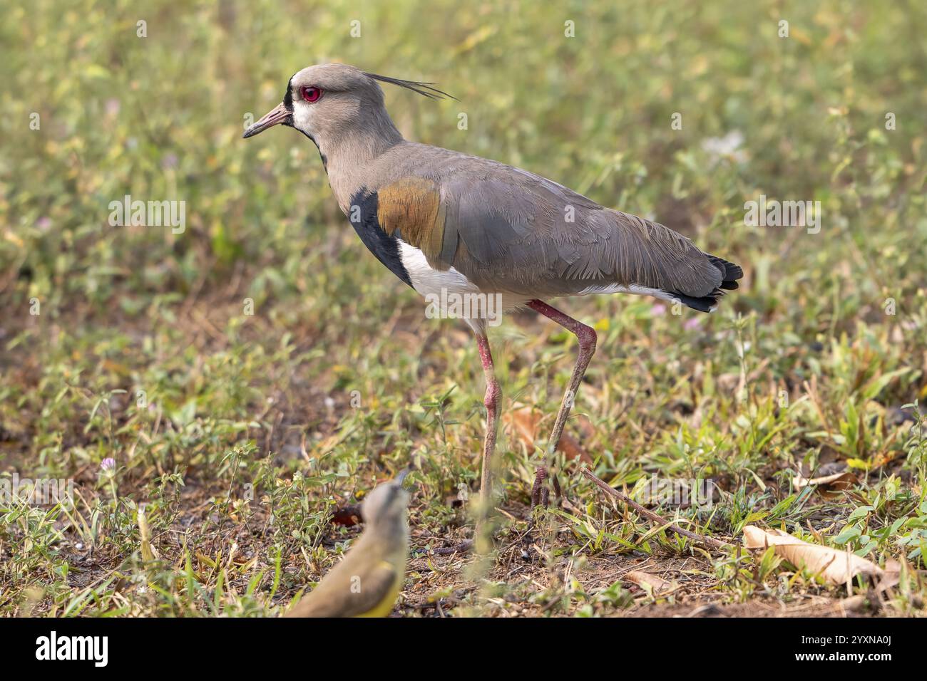 Bronze lapwing (Vanellus chilensis), Pantanal, inland, wetland, UNESCO ...