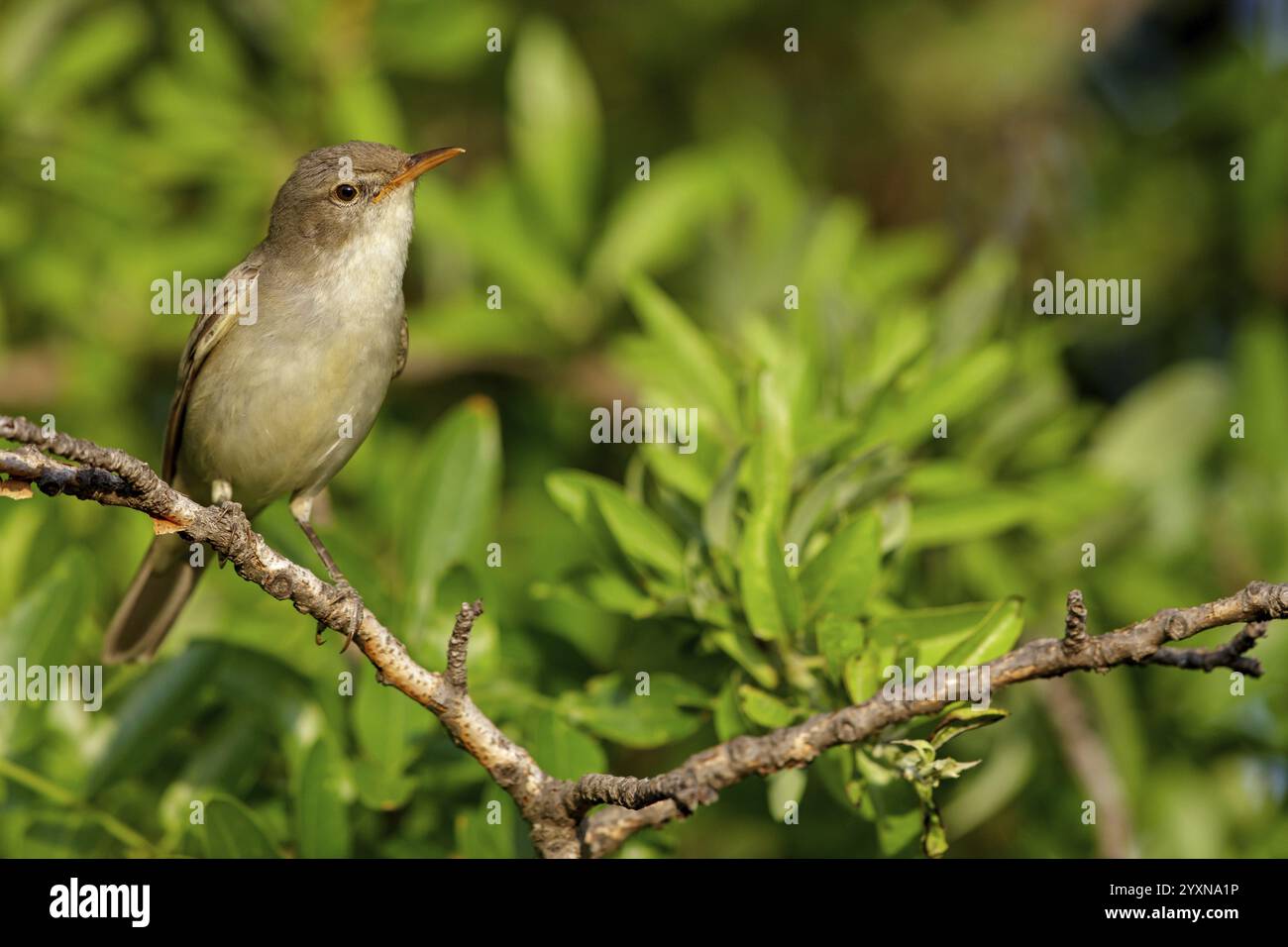 Olive warbler, (Hippolais olivetorum), animal, animals, bird, birds ...