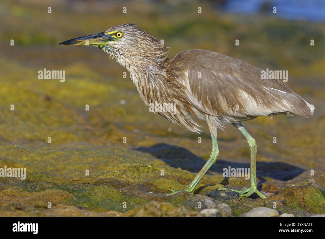 Animal, animals, bird, birds, heron, paddy heron, (Ardeola grayii ...
