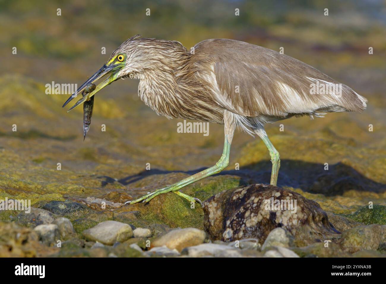 Animal, animals, bird, birds, heron, paddy heron, (Ardeola grayii ...