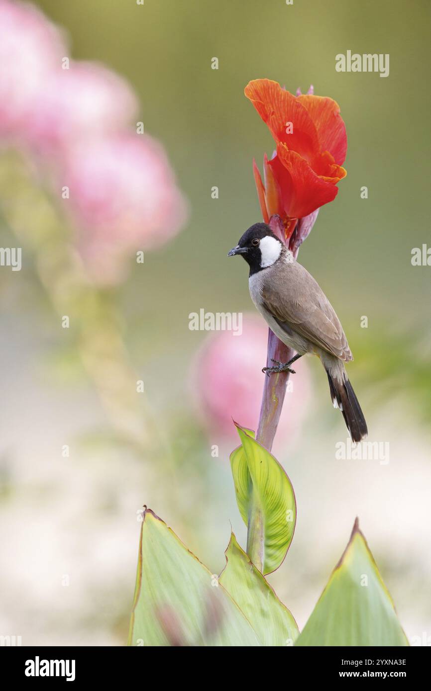 White-eared Bulbul, (Pycnonotus leucotis), animal, animals, bird, birds ...