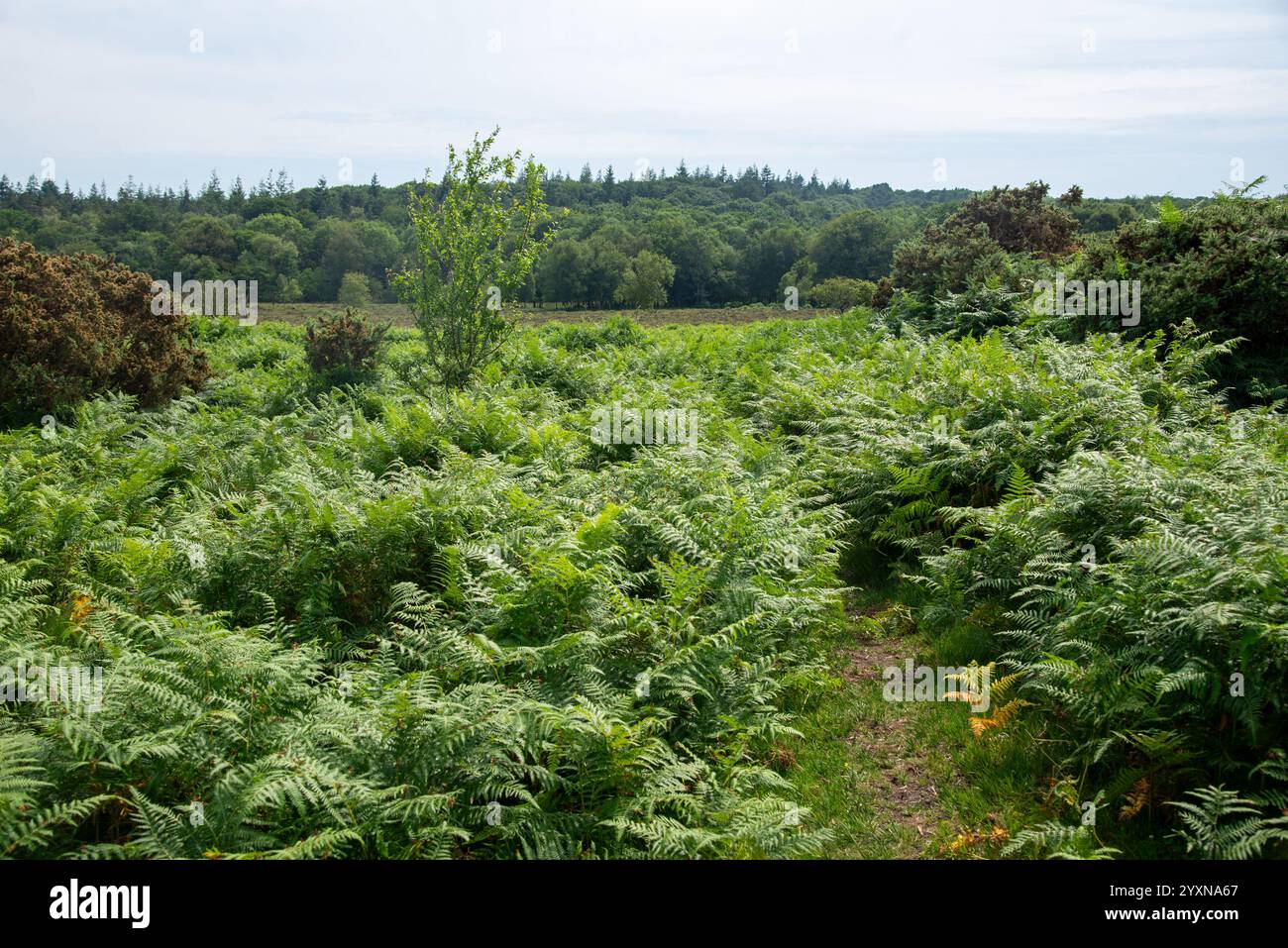 cycle path through a field of ferns, New Forest National Park, England ...