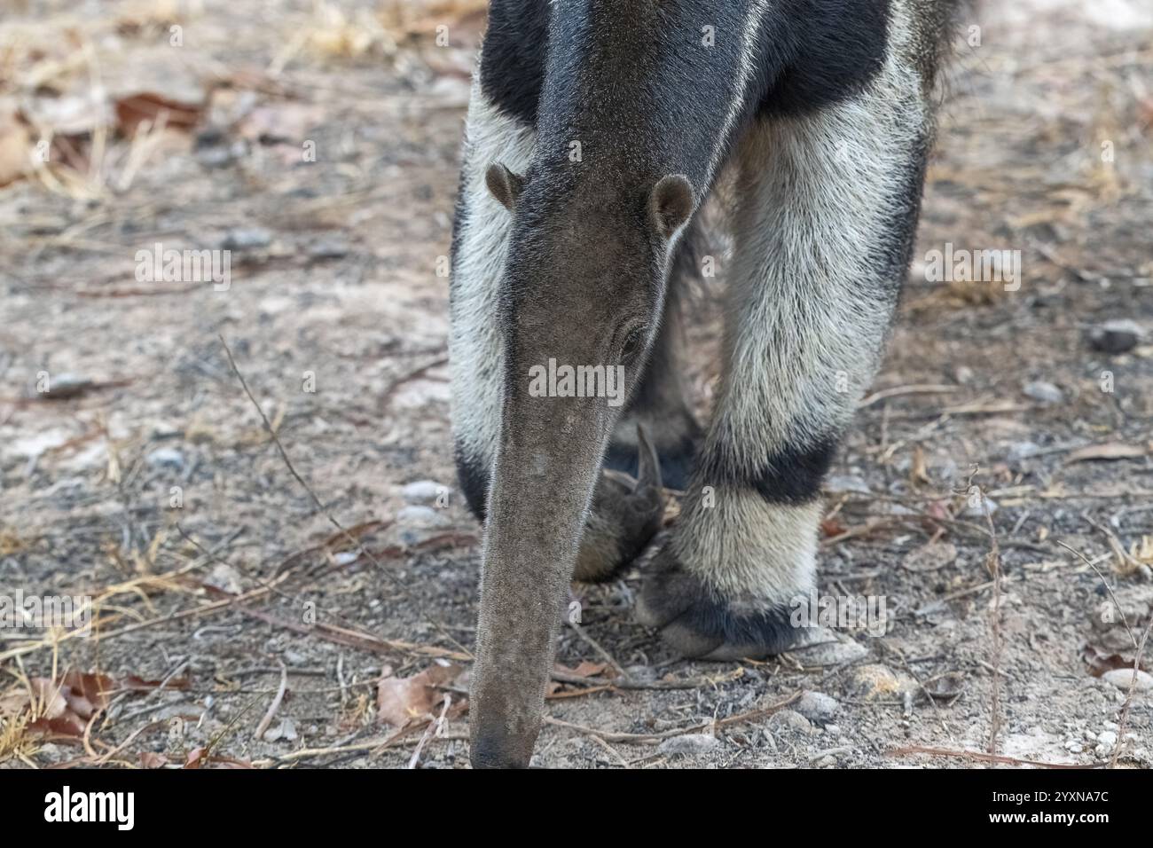 Giant anteater (Myrmecophaga tridactyla), at dusk, in front of sunrise ...