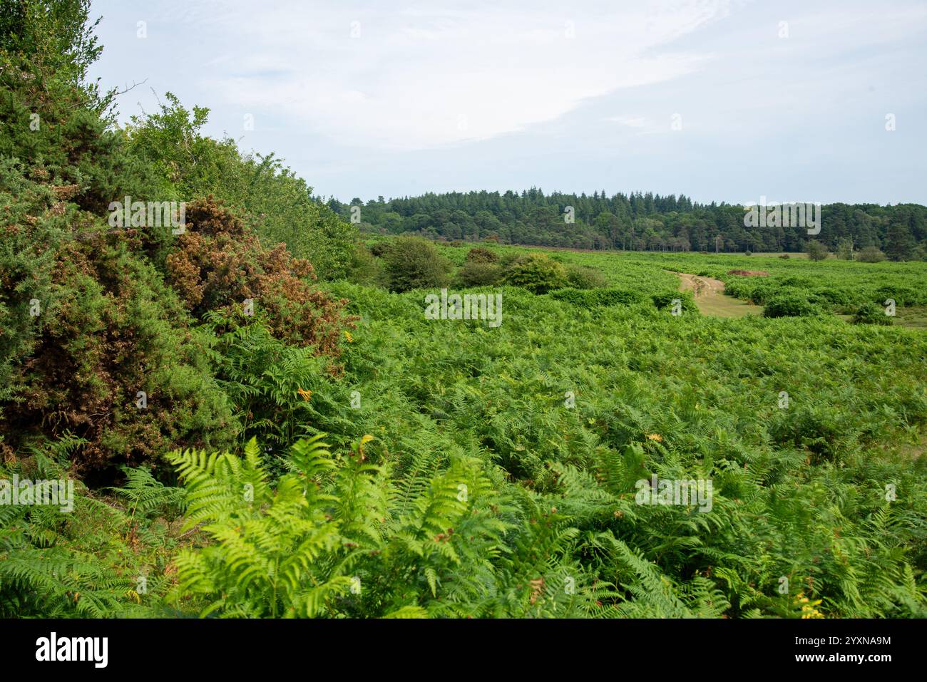 cycle path through a field of ferns, New Forest National Park, England ...