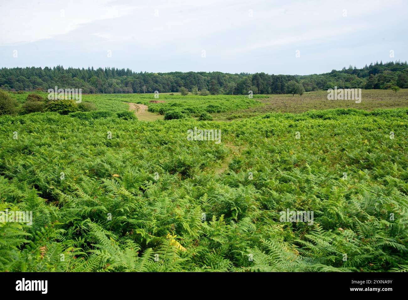 cycle path through a field of ferns, New Forest National Park, England ...
