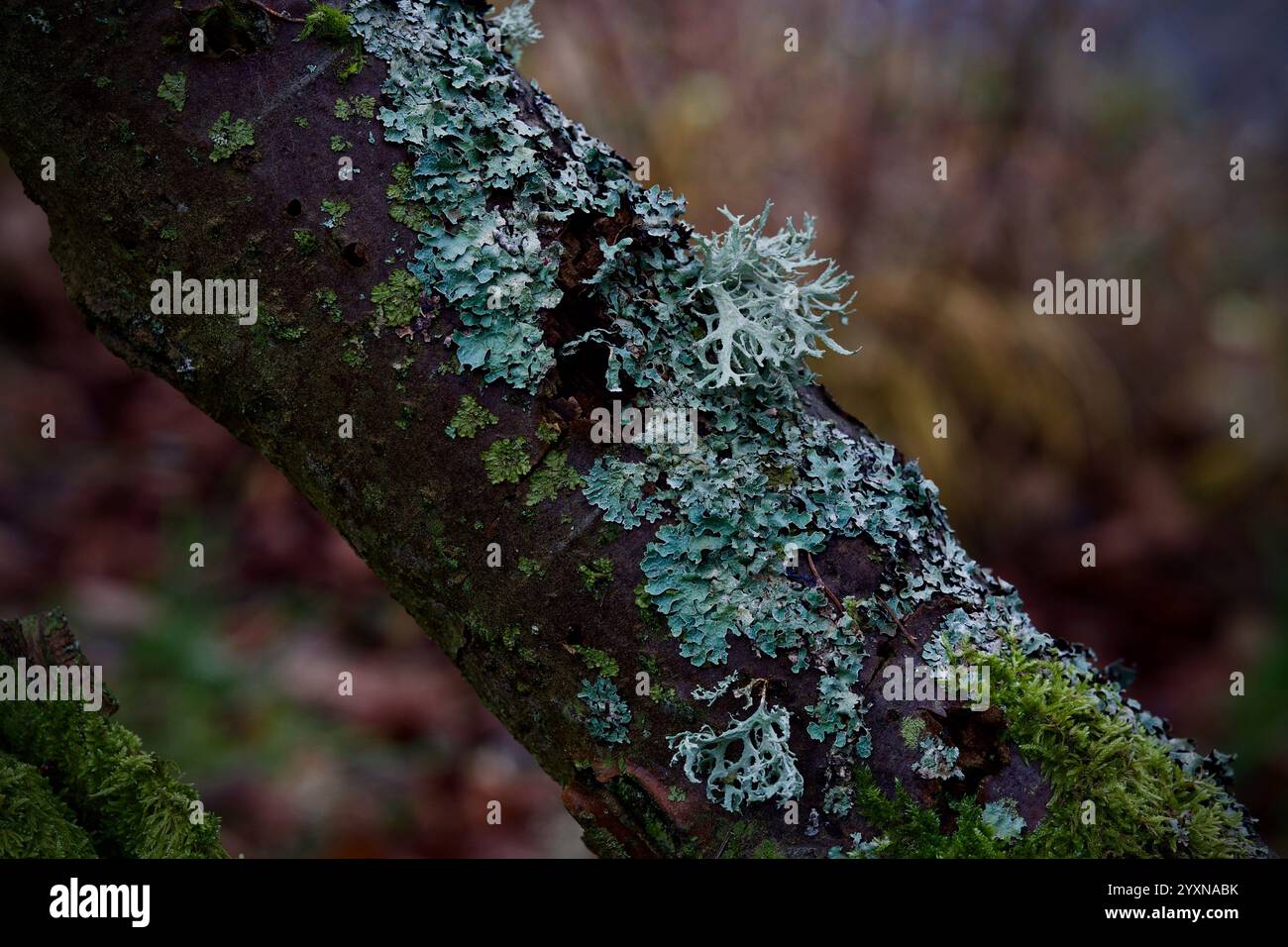 Hazardous tree hi-res stock photography and images - Alamy