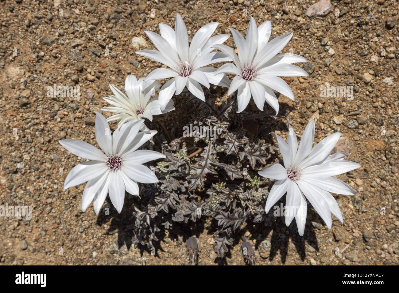 Gazania jurineifolia, flower, flower, white, Namibia, Africa Stock ...