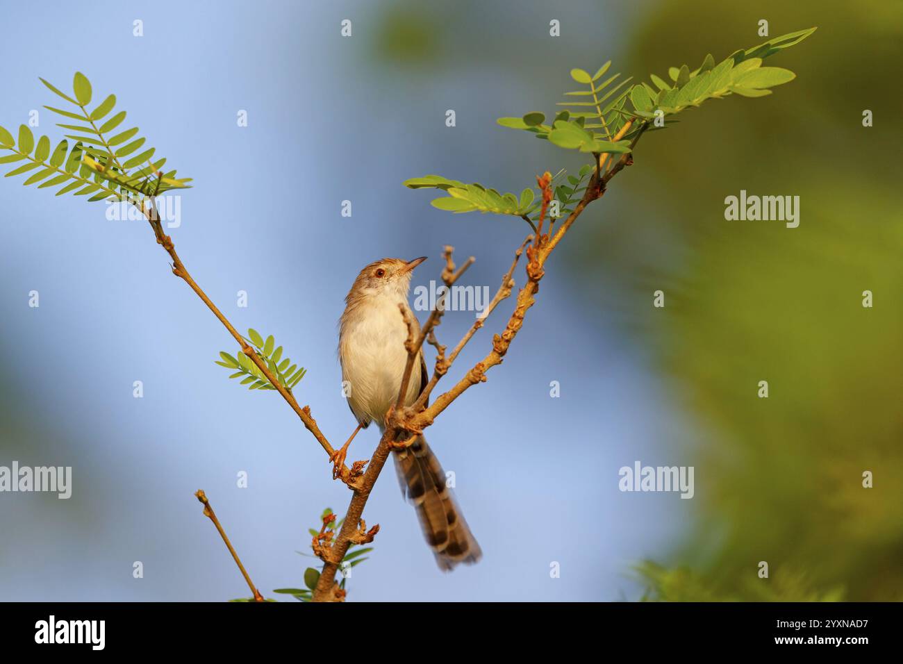 Striped Prinia, (Prinia gracilis), animal, animals, bird, birds ...