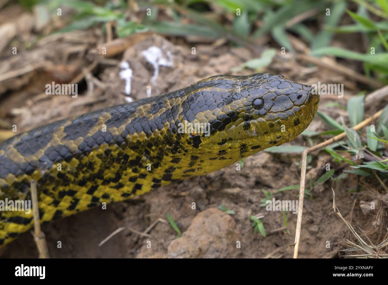 Yellow anaconda (Eunectes notaeus), also known as Paraguay anaconda or ...