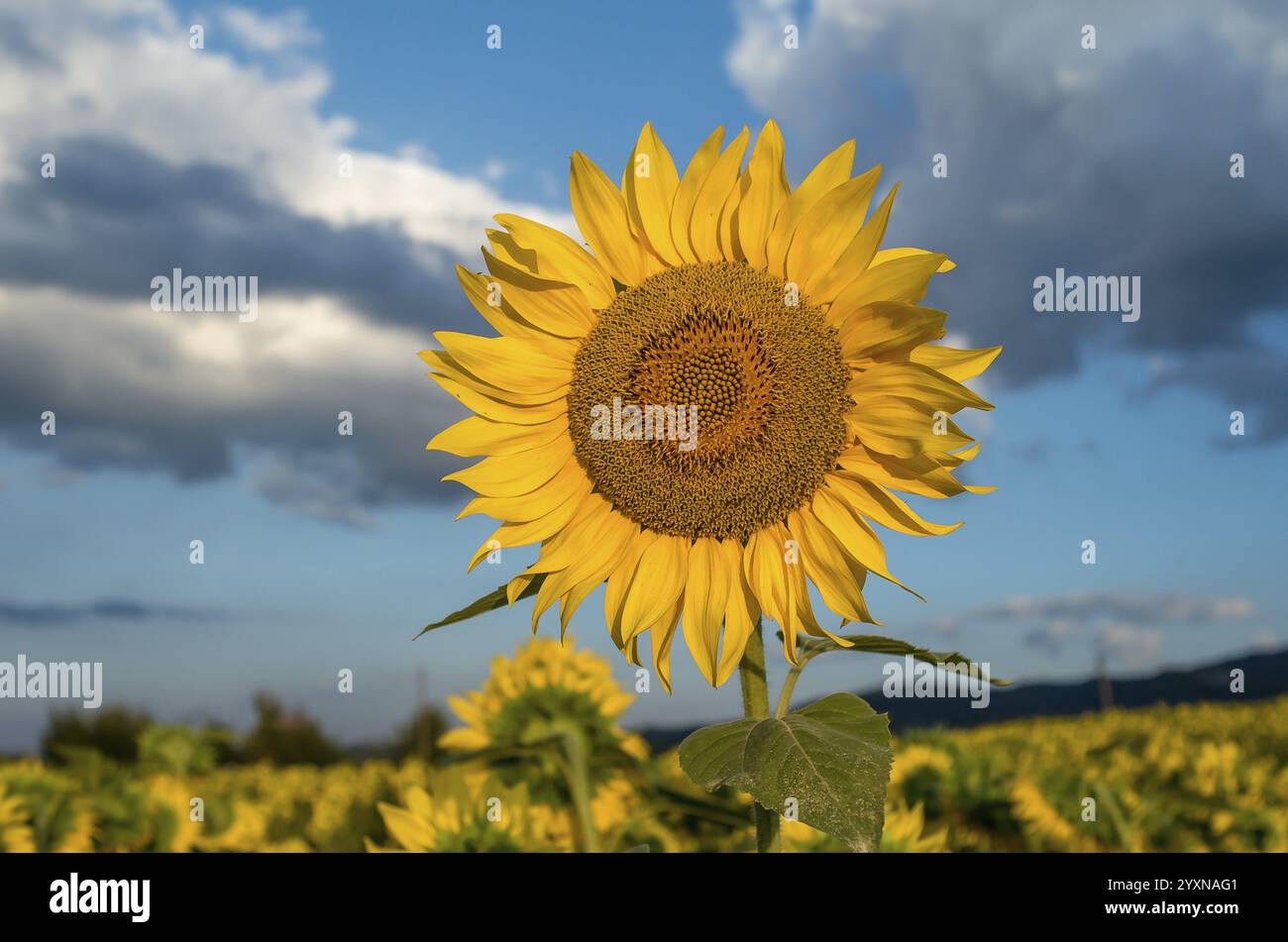 Food farm produce produces hi-res stock photography and images - Alamy