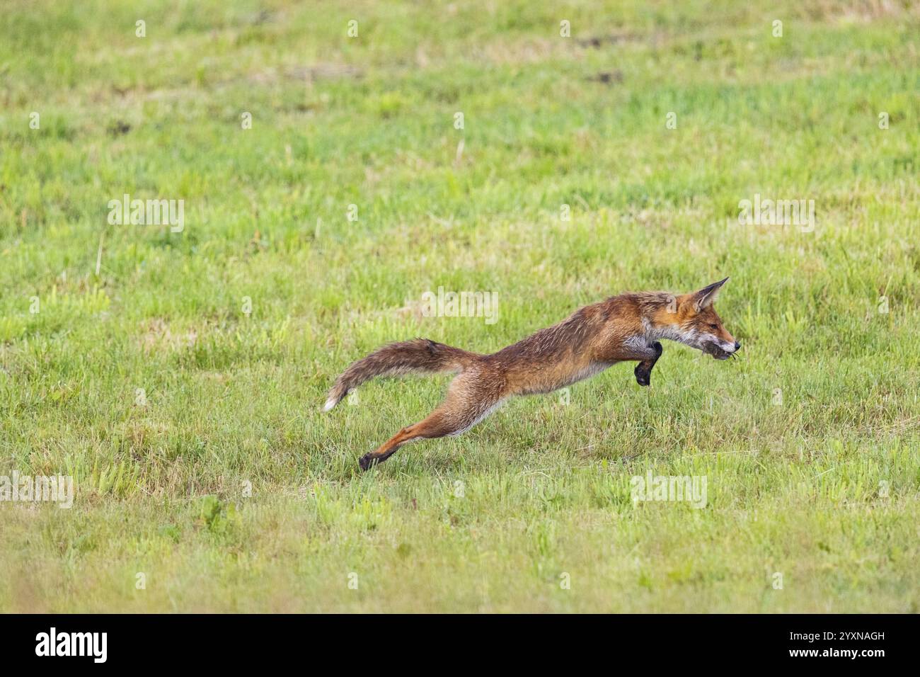 Fox (Vulpes vulpes) fawn hunting mice Germany Stock Photo - Alamy