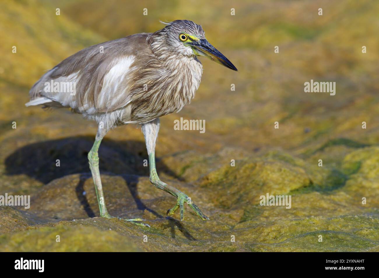 Animal, animals, bird, birds, heron, paddy heron, (Ardeola grayii ...