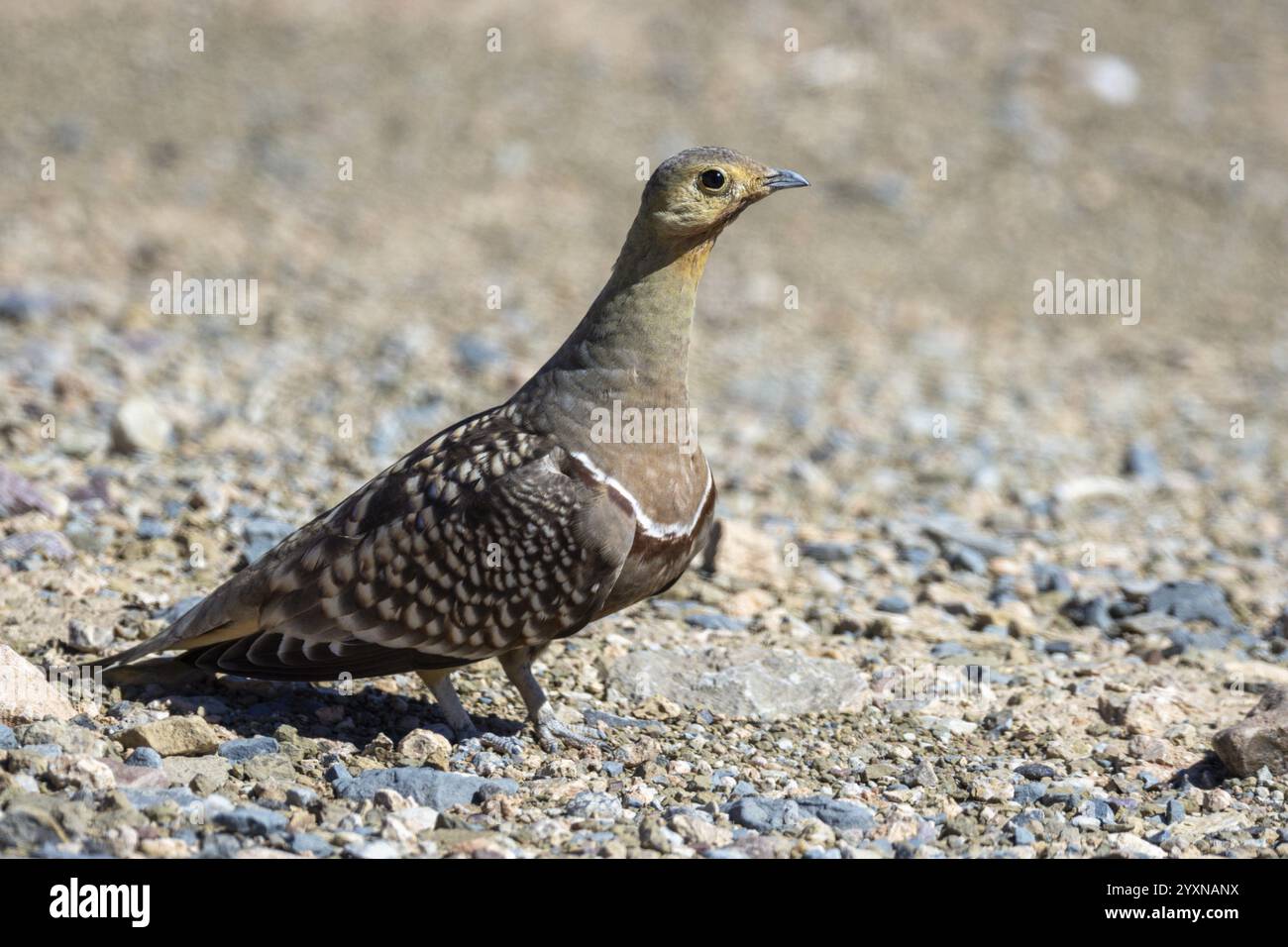 Namaqua sandgrouse, Pterocles namaqua, sitting on the ground, dry area ...