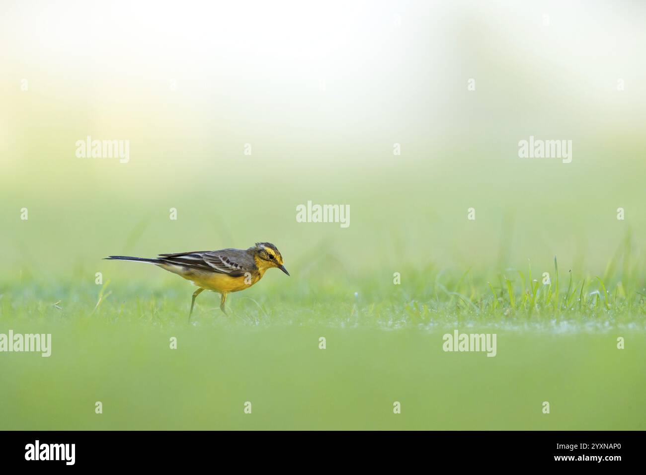 Citrine wagtail, (Motacilla citreola), songbird, family of stilts and ...