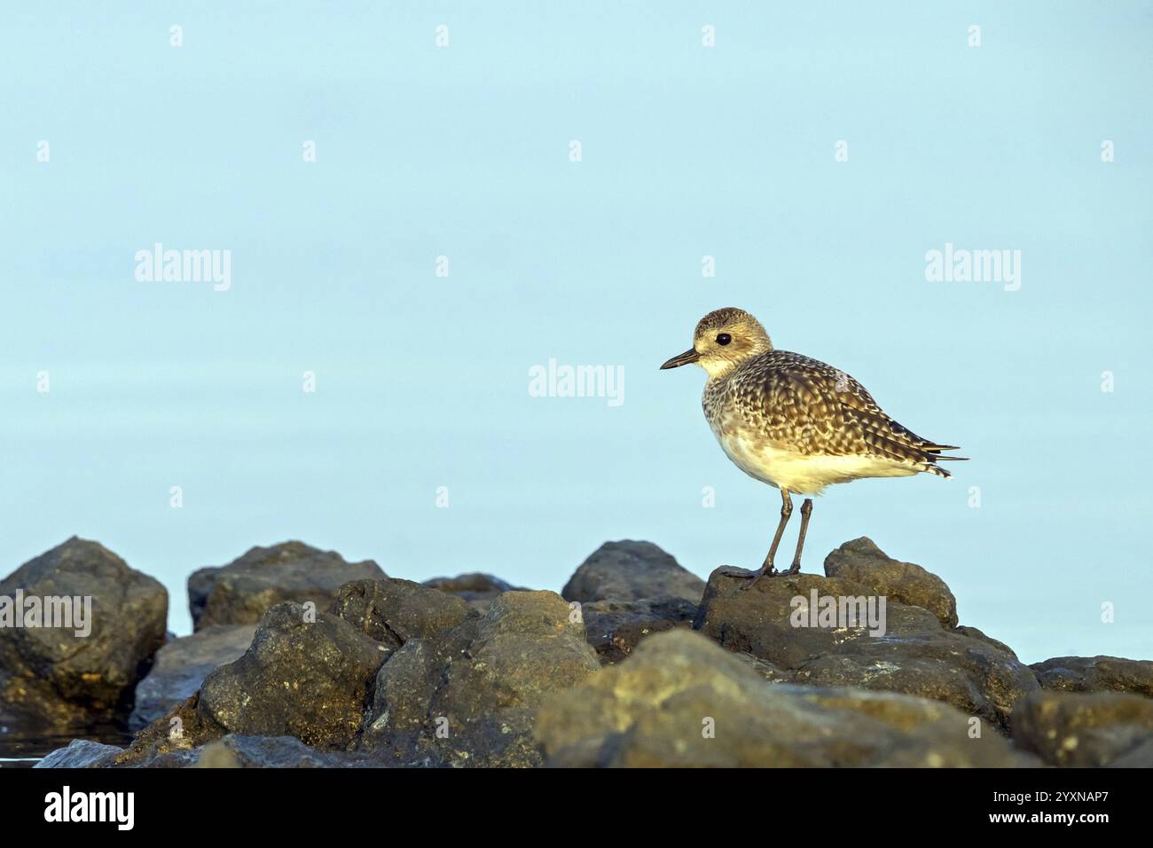 Little Ringed Plover, (Pluvialis squatarola), animal, animals, bird ...