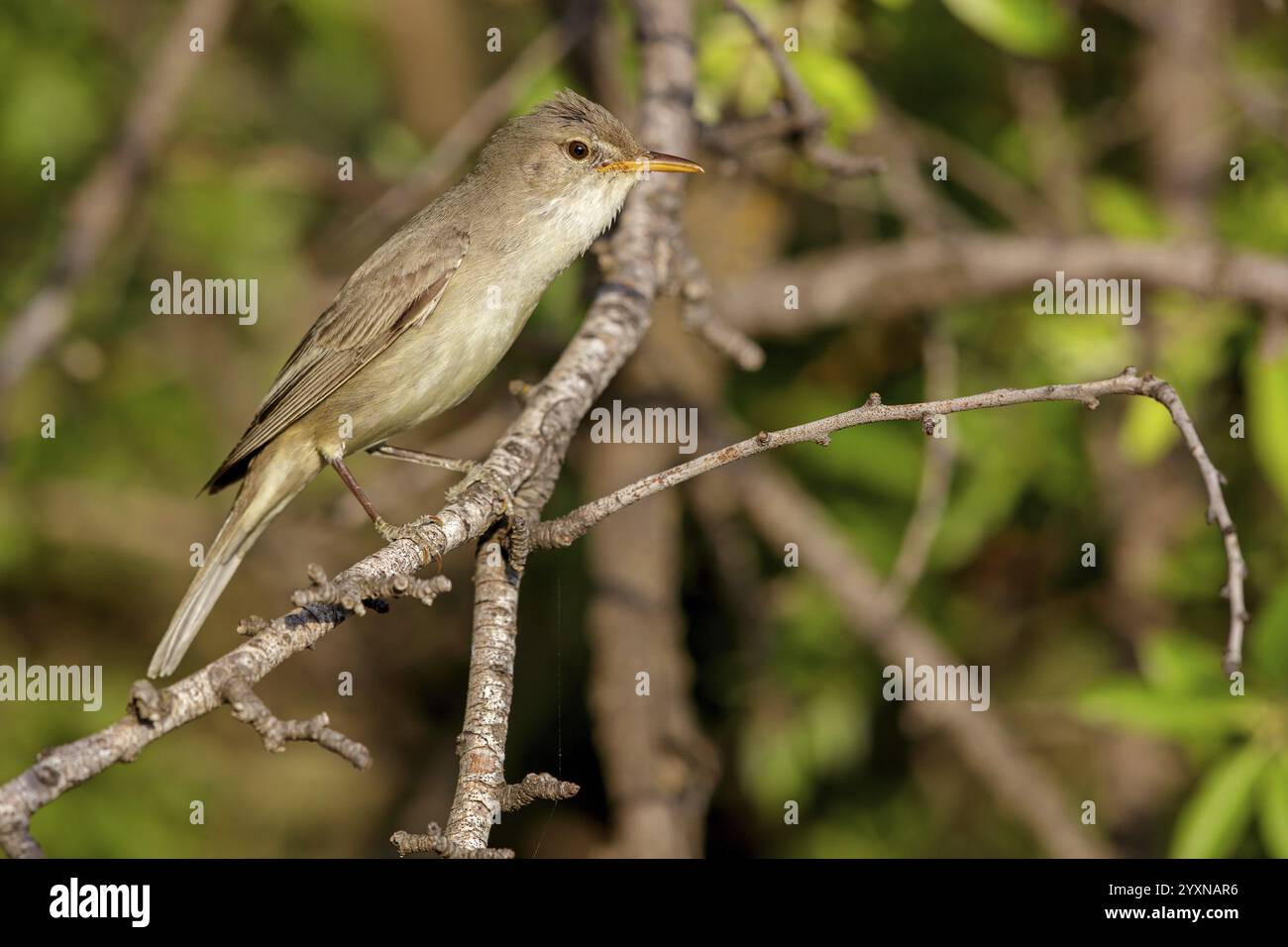 Olive warbler, (Hippolais olivetorum), animal, animals, bird, birds ...
