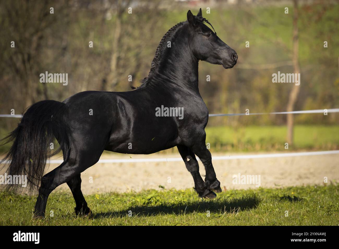 Friesian stallion in the pasture in autumn Stock Photo - Alamy