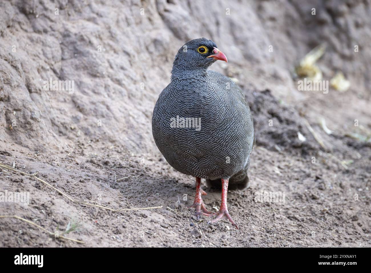 Red billed spurfowl pternistis hi-res stock photography and images - Alamy