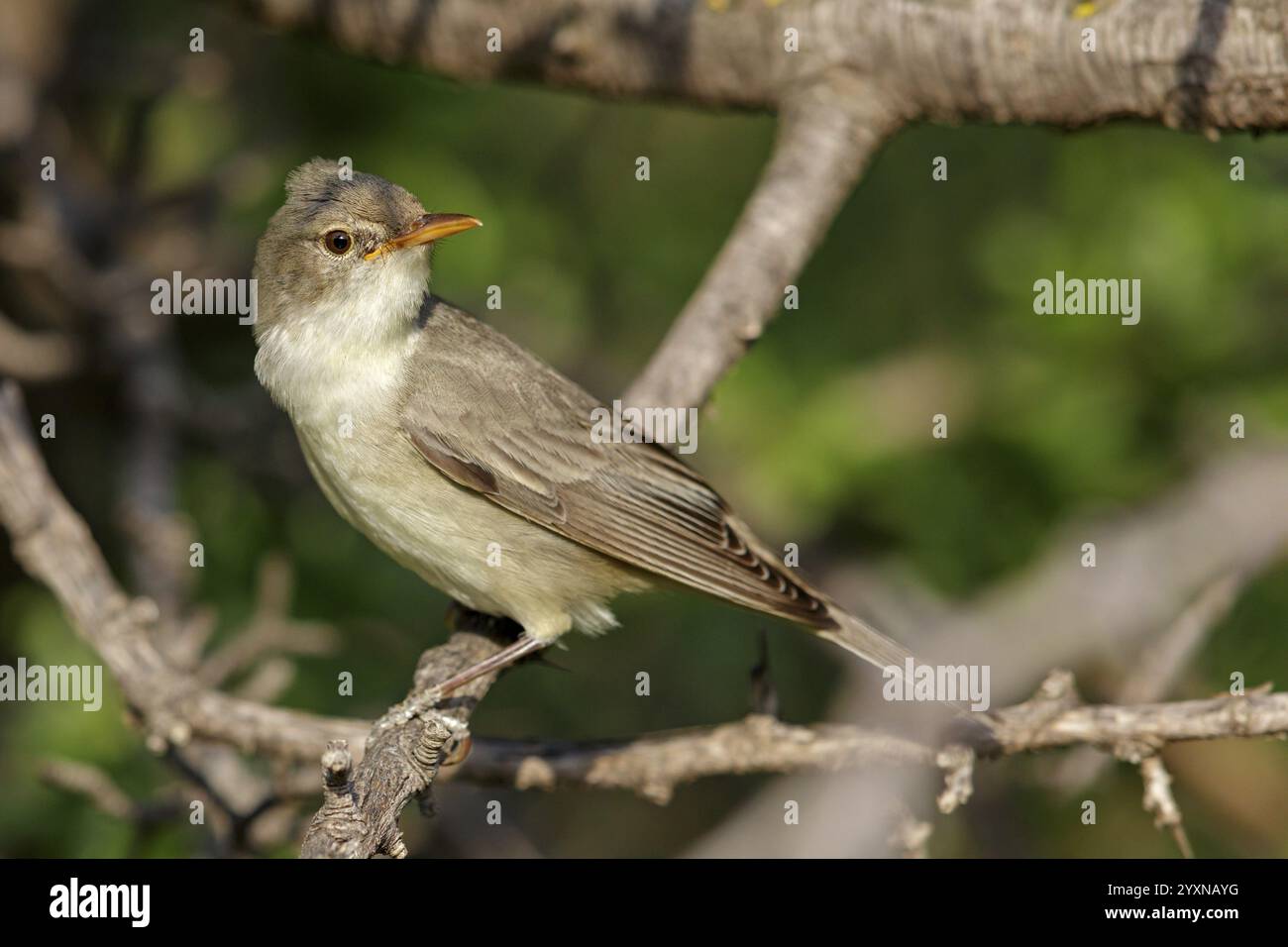 Olive warbler, (Hippolais olivetorum), animal, animals, bird, birds ...