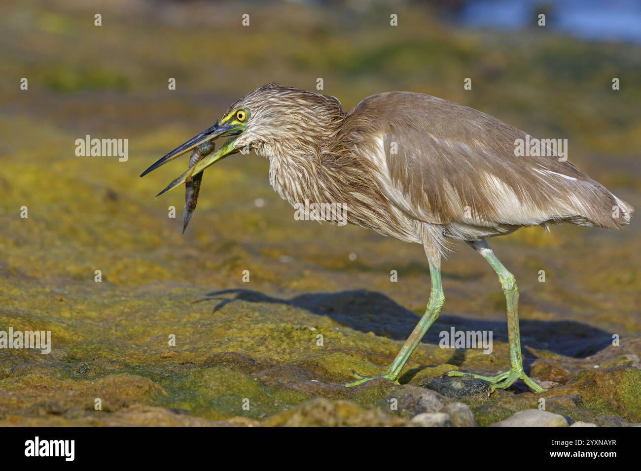 Animal, animals, bird, birds, heron, paddy heron, (Ardeola grayii ...