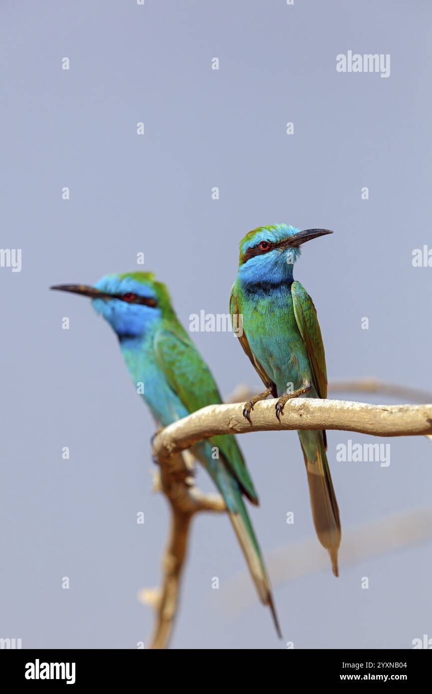 Emerald Bee-eater, (Merops orientalis), animal, animals, bird, birds ...