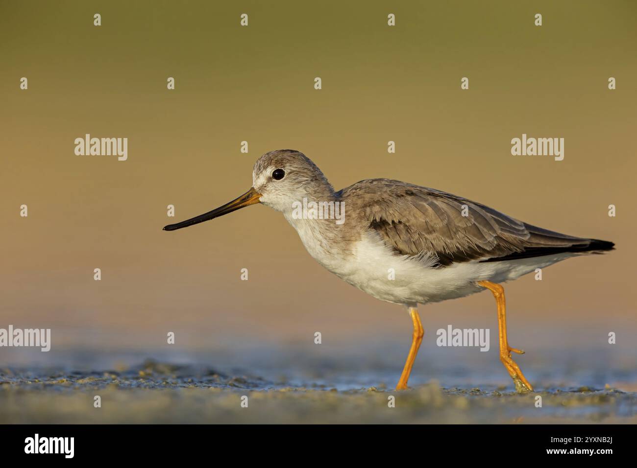Terek sandpiper, (Xenus cinereus), animal, animals, bird, birds, snipe ...