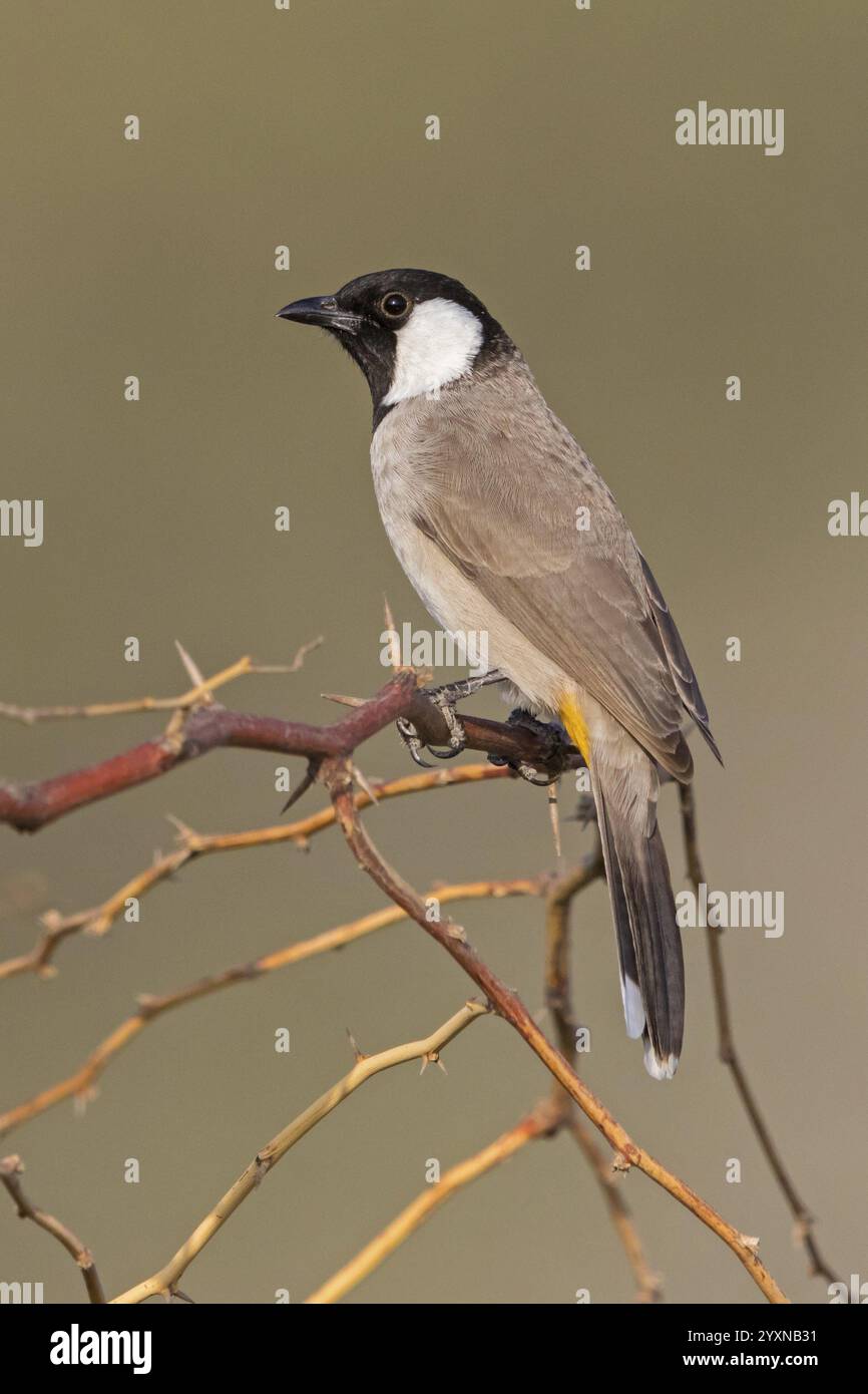 White-eared Bulbul, (Pycnonotus leucotis), animal, animals, bird, birds ...