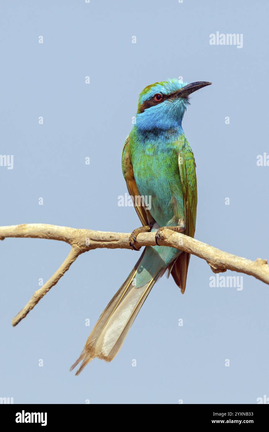 Emerald spint, (Merops orientalis), animal, animals, bird, birds, bee ...
