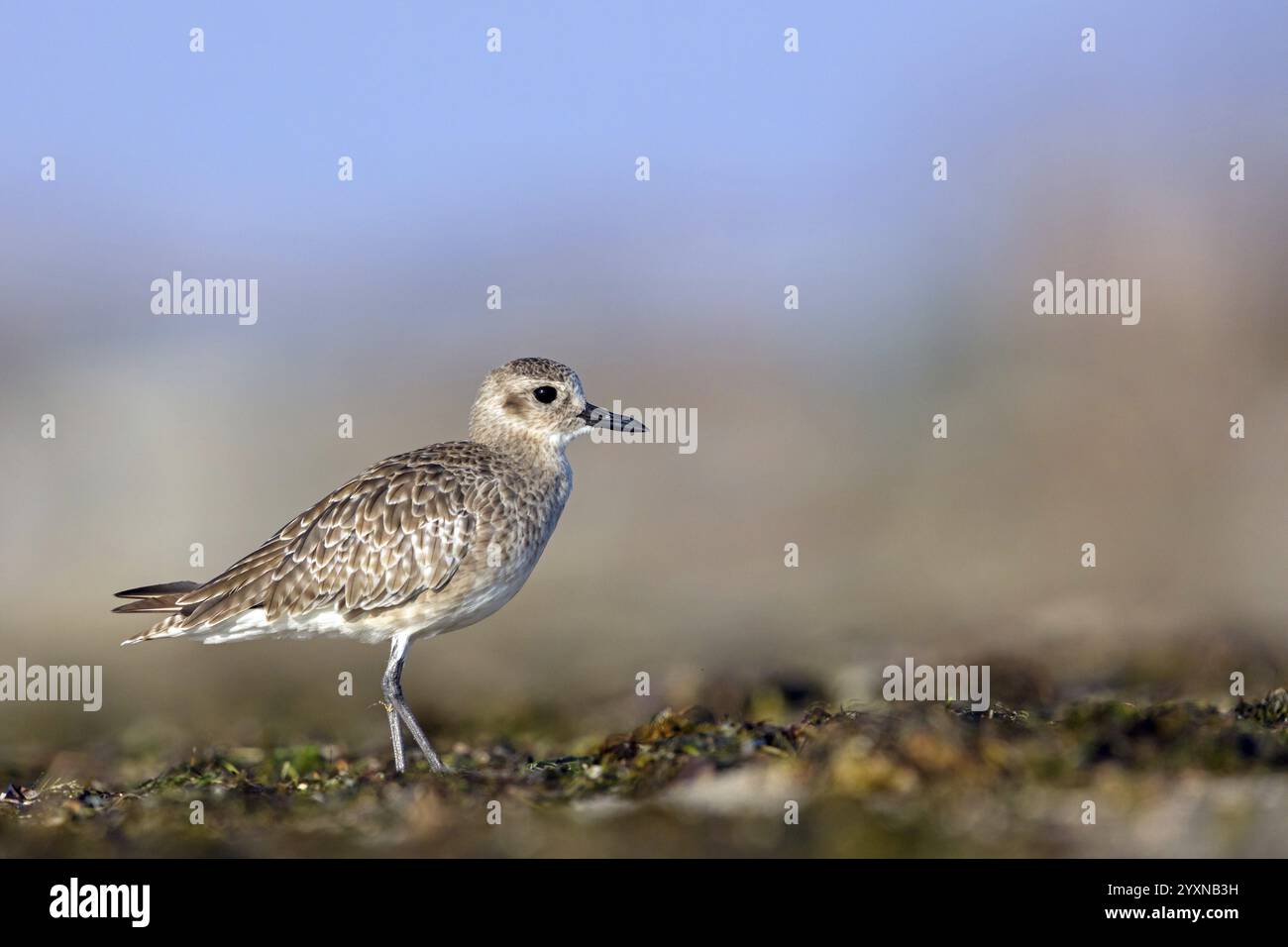 Little Ringed Plover, (Pluvialis squatarola), animal, animals, bird ...