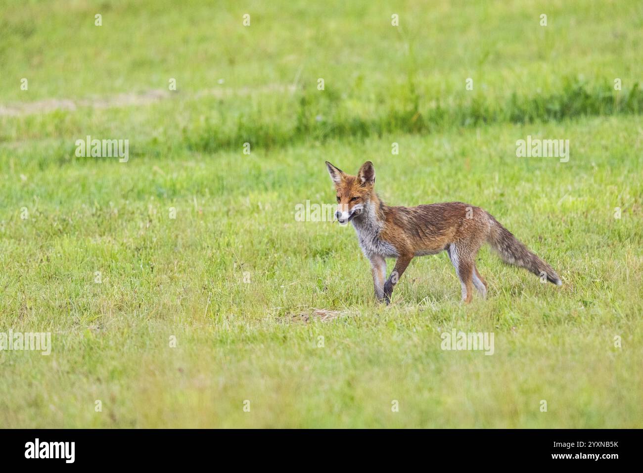 Red fox hunting mice hi-res stock photography and images - Alamy