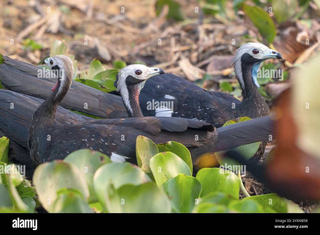 Blue-throated guan (Pipile cumanensis), 3 animals, Pantanal, inland ...